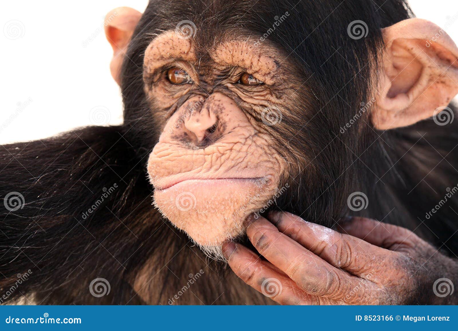 The Thinker stock photo. Image of endangered, funny, primate - 8523166
