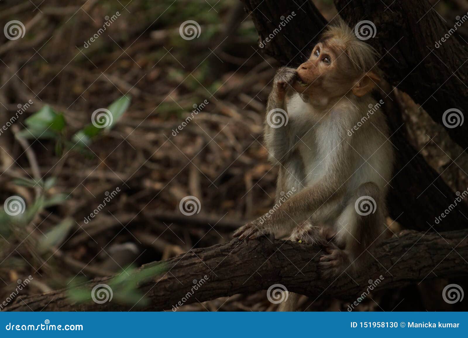 Thinker stock photo. Image of thinker, sanctuary, monkey - 151958130