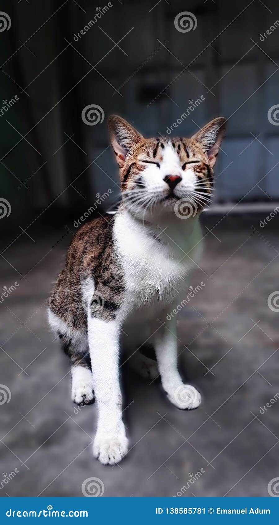 Thinker cat stock image. Image of thinker, moment - 138585781