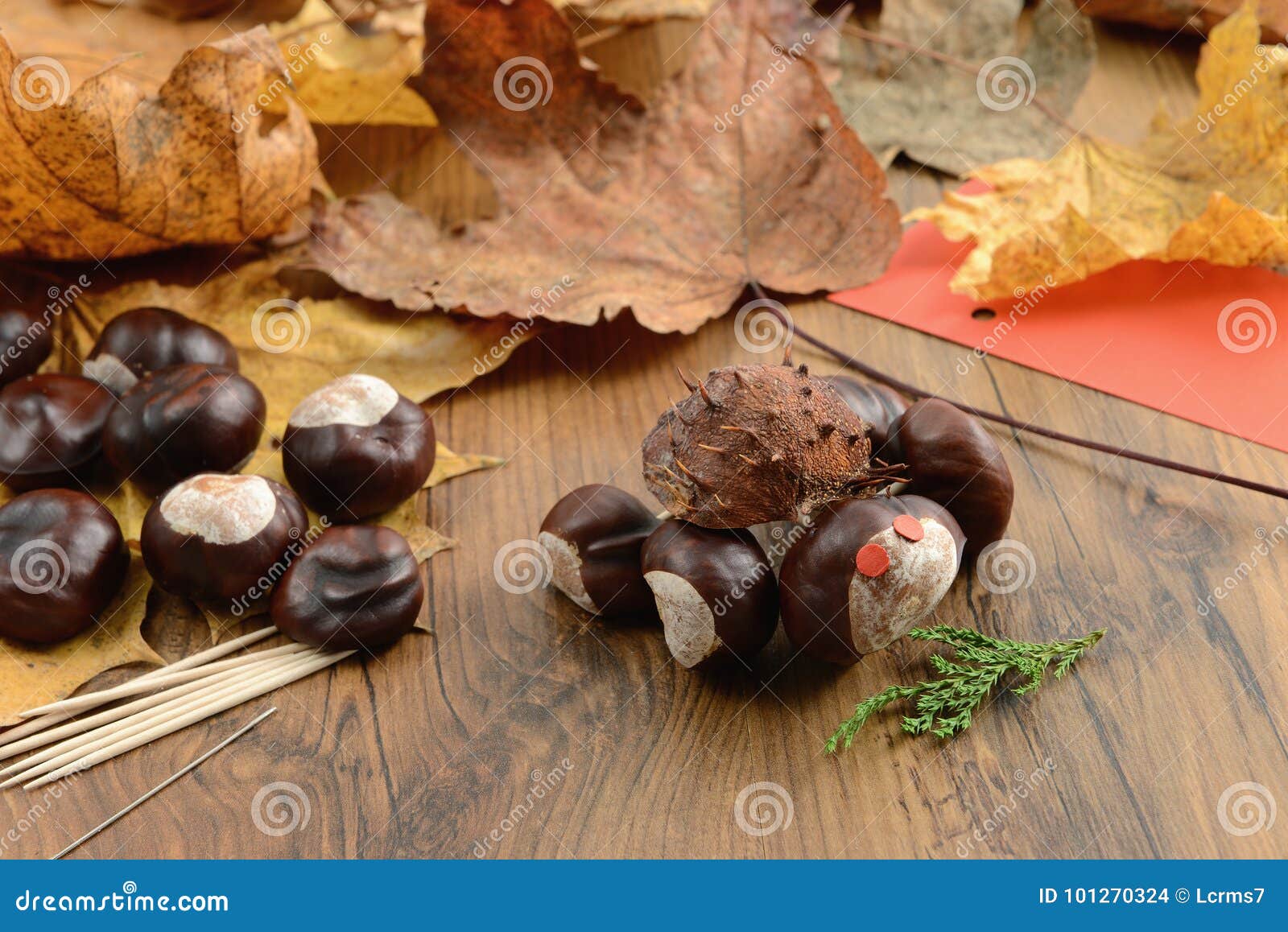 Thinker Chestnut Figures Like Turtle in Autumn Time with Thooth Stock ...