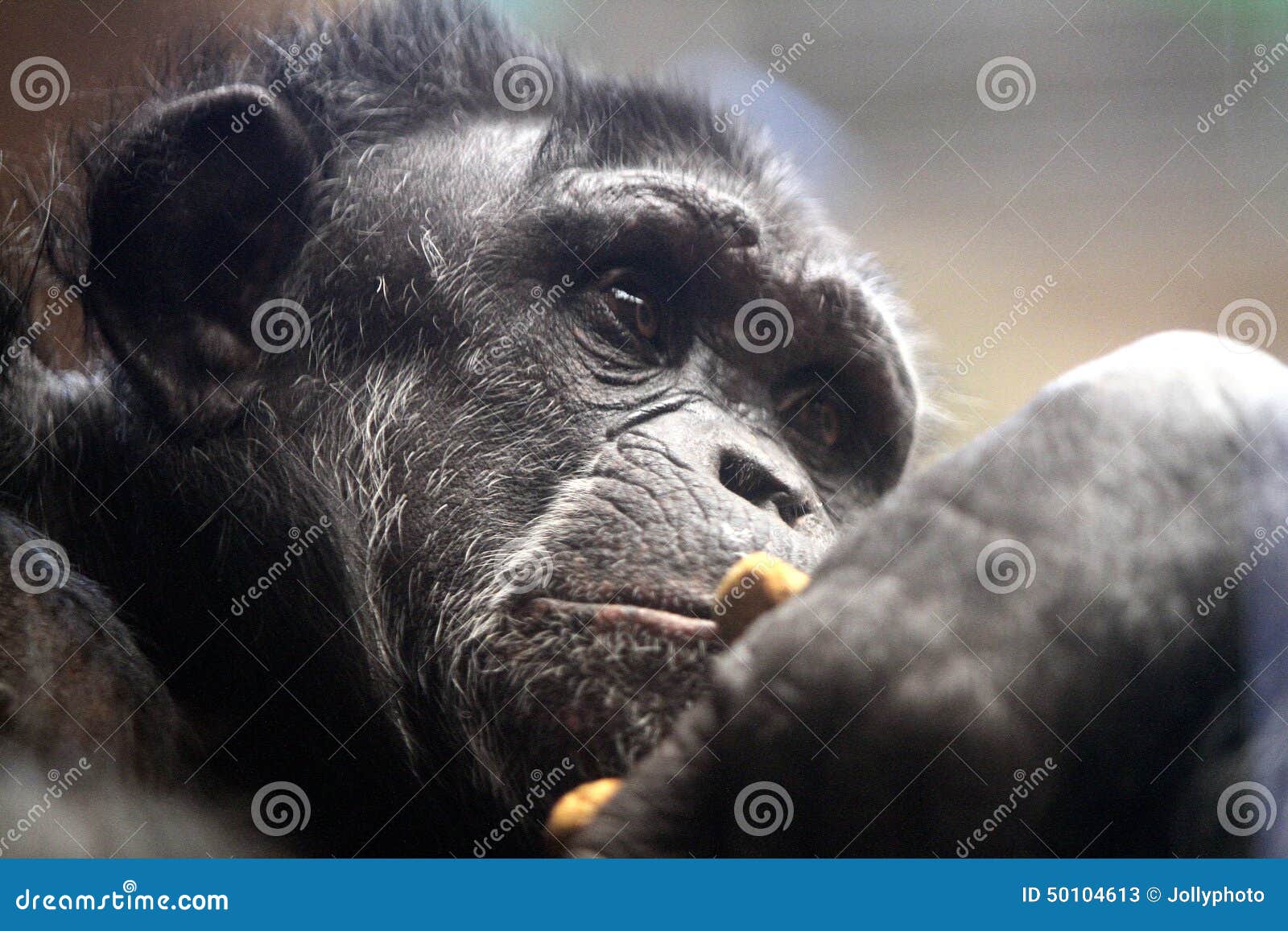 The Thinker:Chimpanzee stock image. Image of depth, rift - 50104613