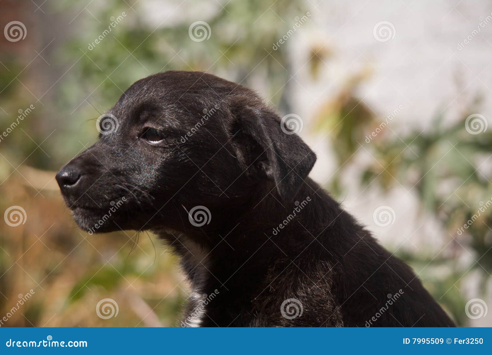 Thinker Dog stock image. Image of cute, look, close, animal - 7995509