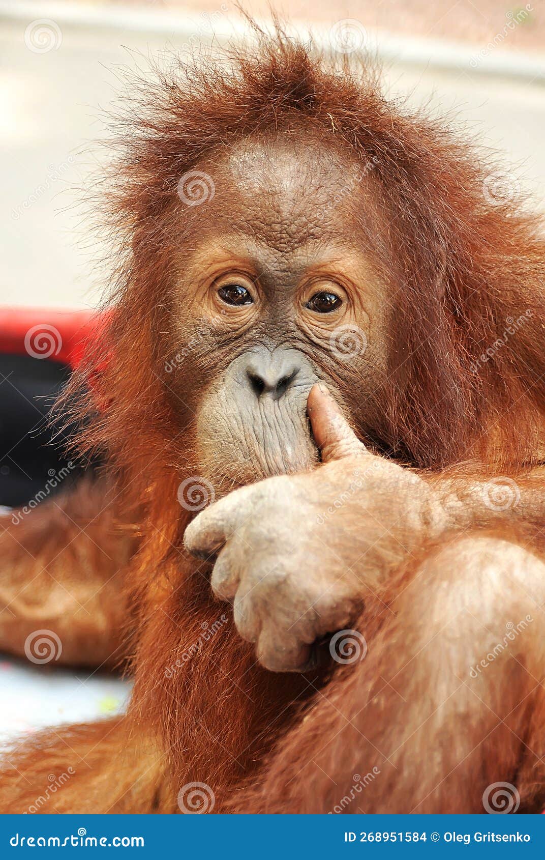 Thinker stock photo. Image of gorilla, macaque, mammal - 268951584