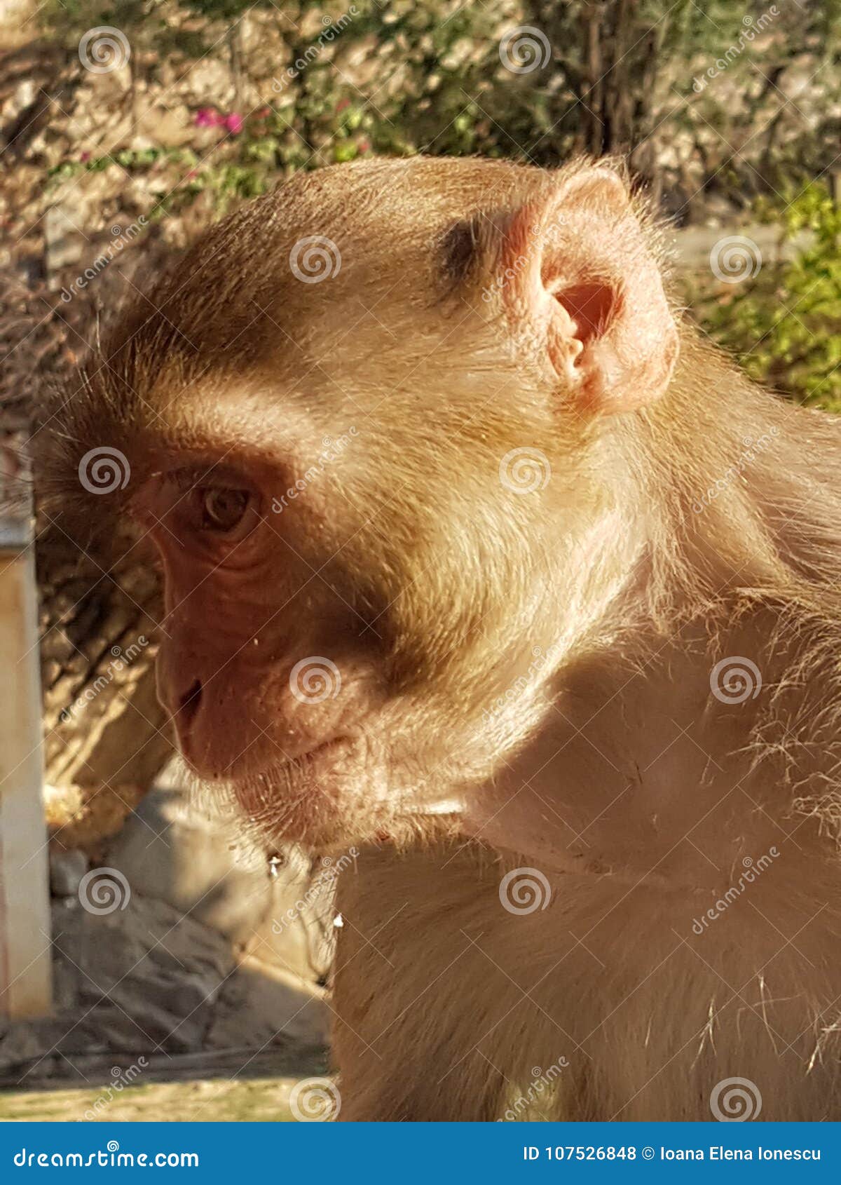 A thinking baboon stock photo. Image of beautiful, reflect - 107526848