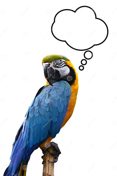 Thinking Bird stock image. Image of ideas, funny, notice - 14209255