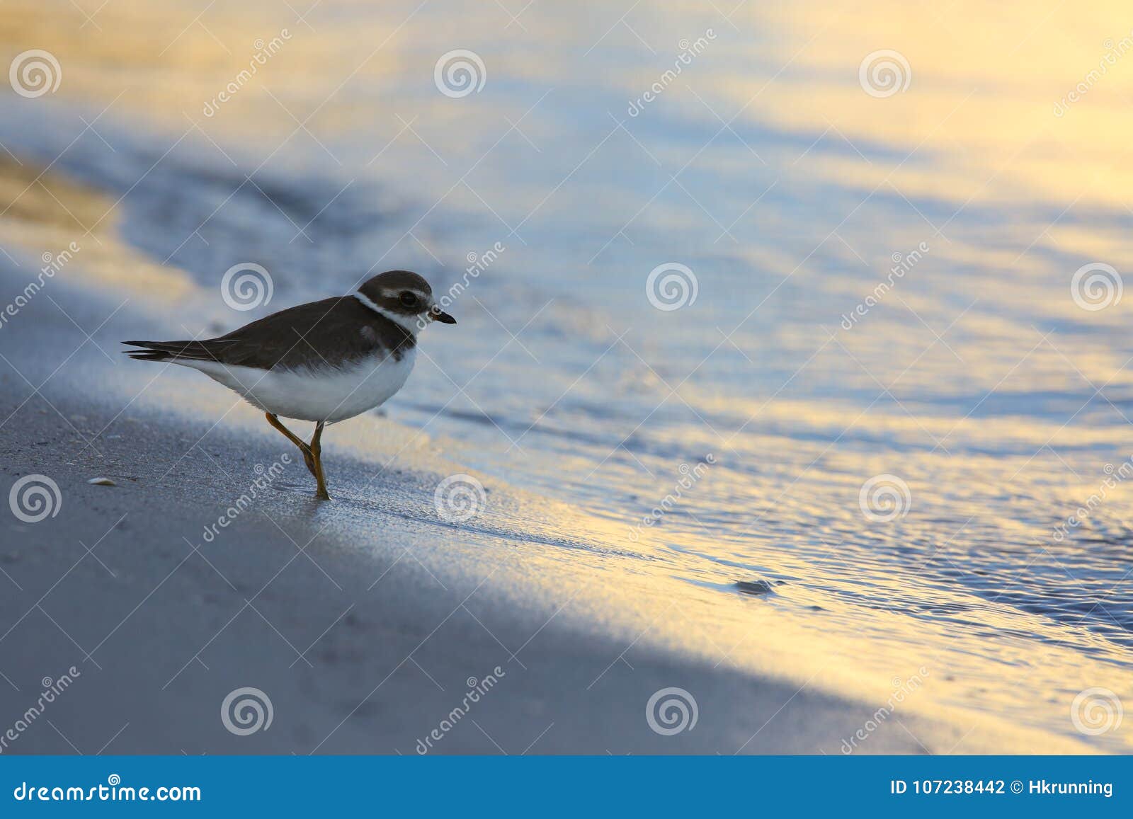 A Thinking Bird at the Beach Stock Photo - Image of lonely, river ...