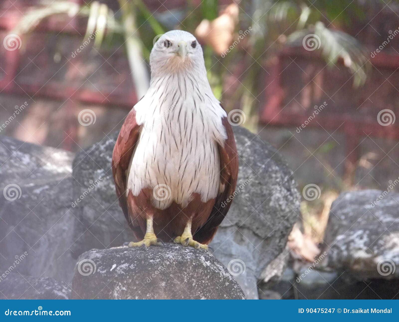 Thinking bird stock image. Image of cute, waiting, bird - 90475247