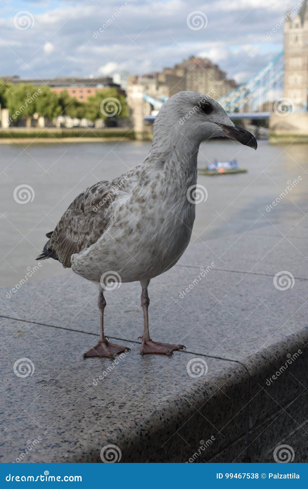 Thinking Bird stock photo. Image of macro, high, london - 99467538