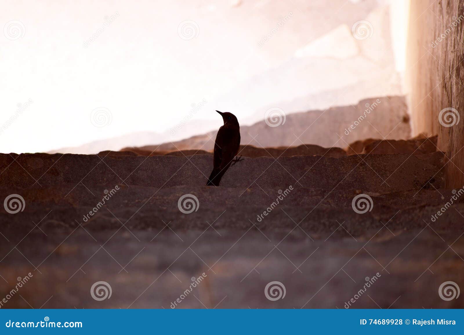Thinking bird stock photo. Image of lonely, thoughts - 74689928