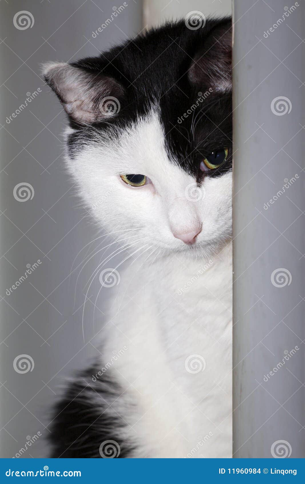 Thinking cat stock photo. Image of details, felis, fluffy - 11960984