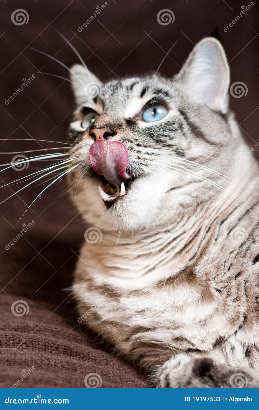 The thinking cat stock image. Image of feline, background - 19197533