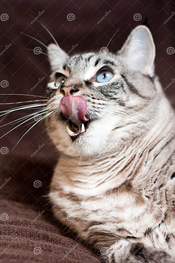 The thinking cat stock image. Image of feline, background - 19197533