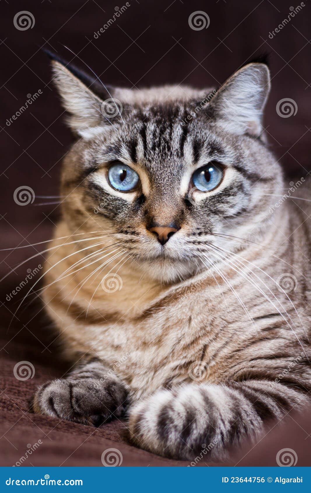 The thinking cat stock photo. Image of kitten, look, face - 23644756