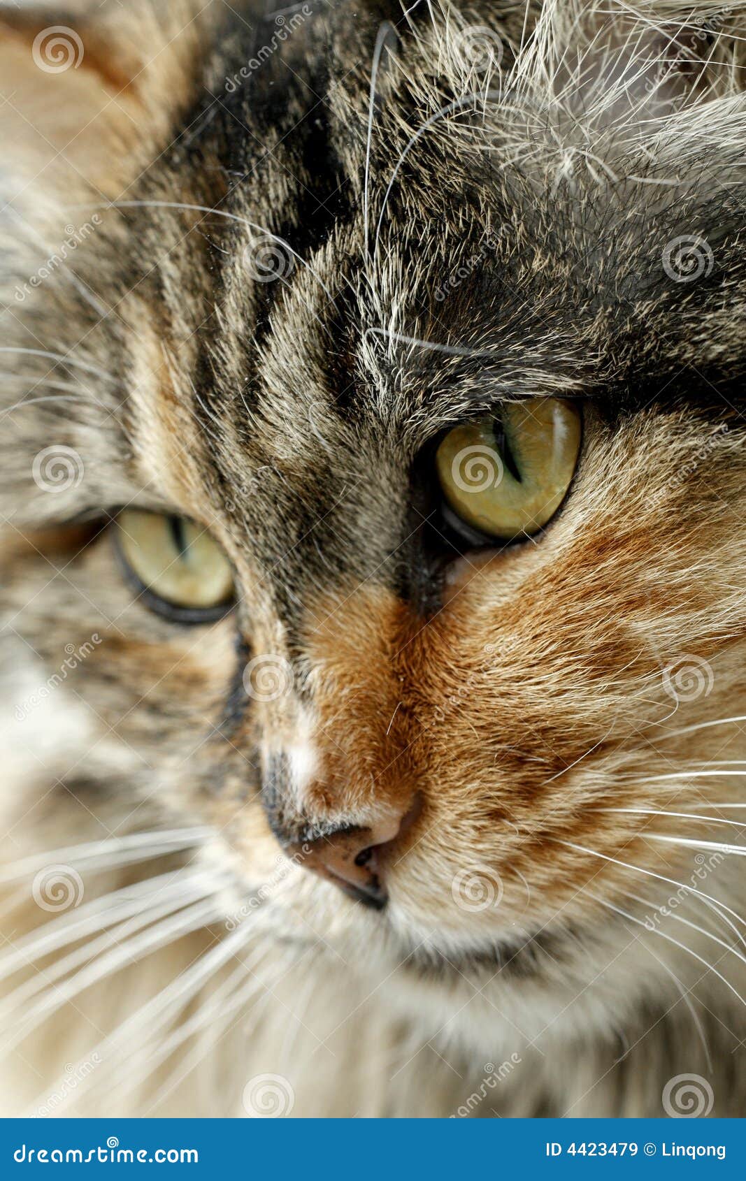 Thinking cat stock image. Image of nose, cute, facial - 4423479