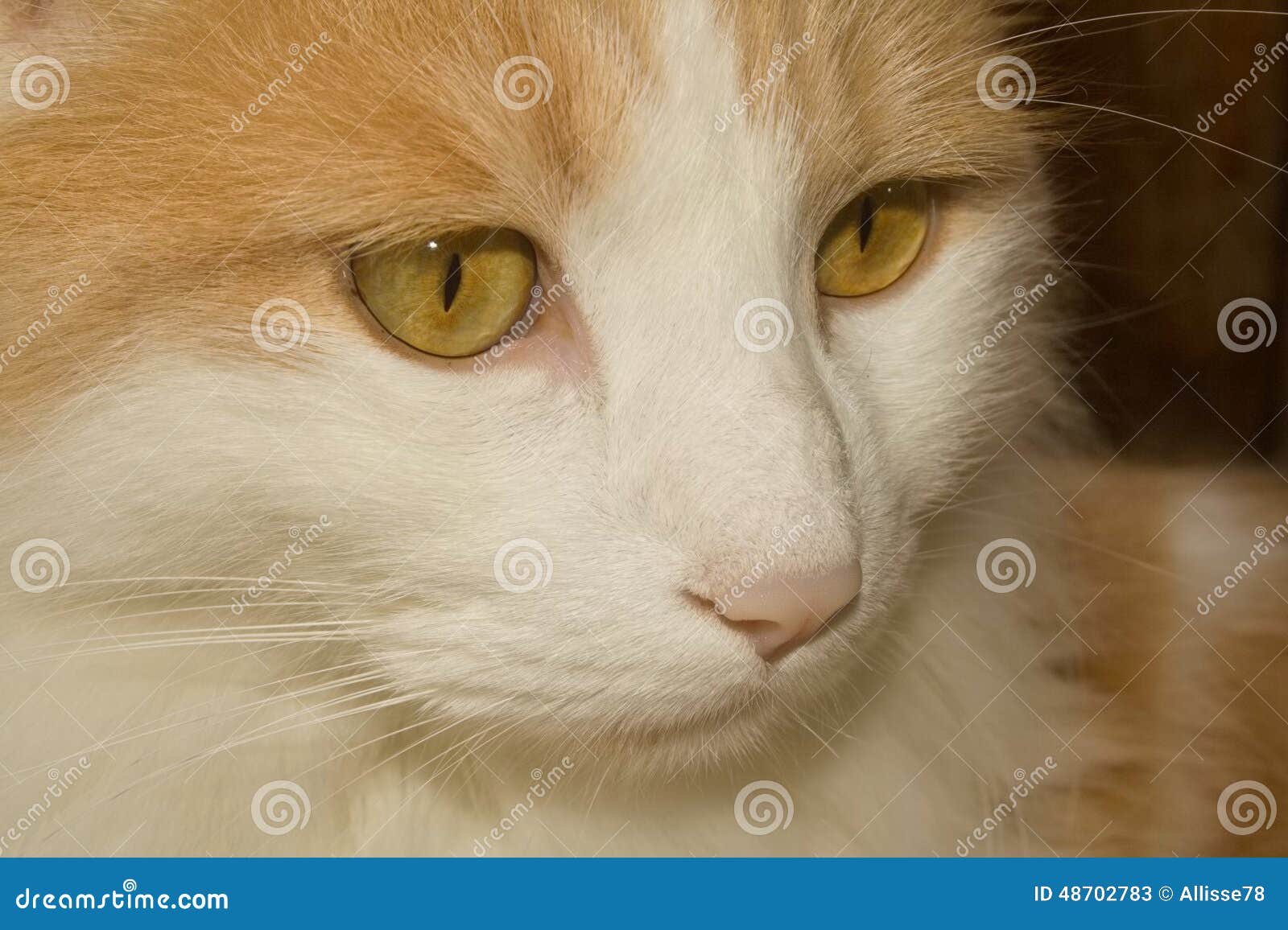 Thinking cat stock image. Image of purr, posing, funny - 48702783