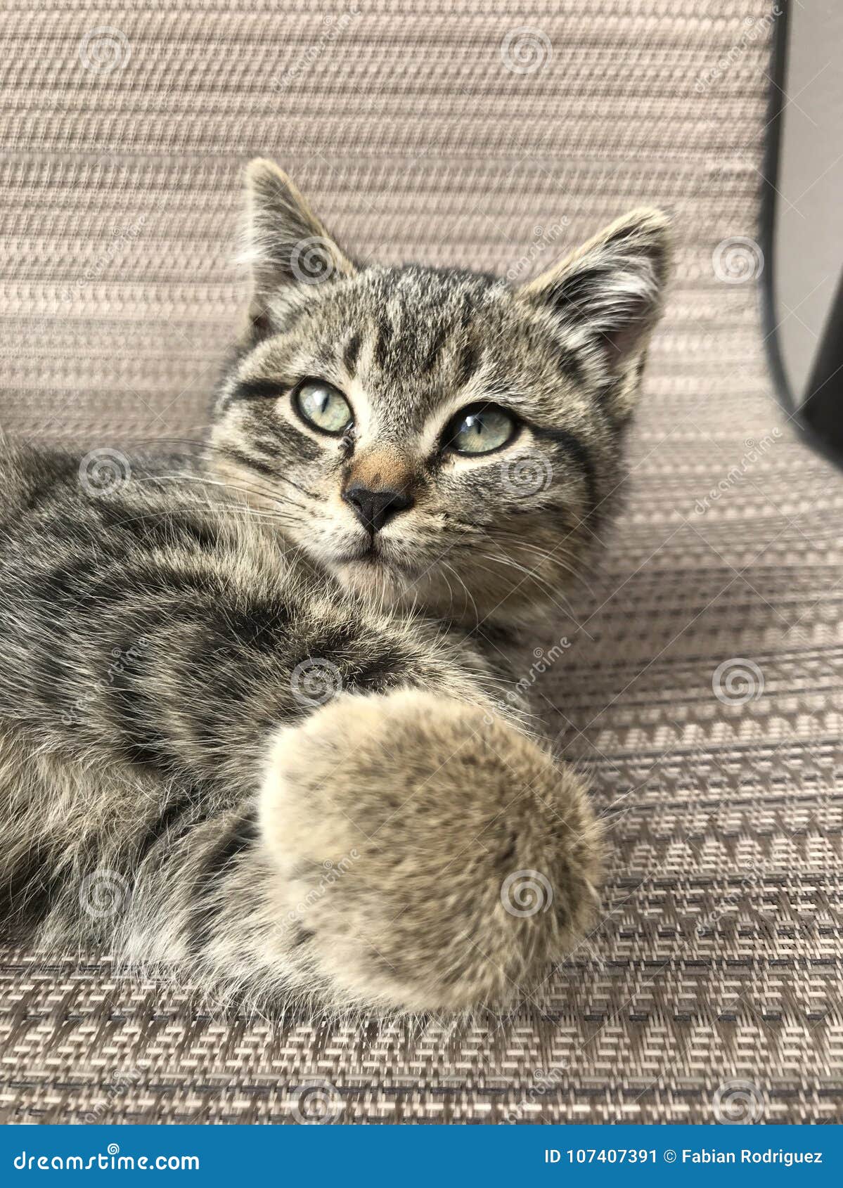 Thinking Cat stock image. Image of thinking, cool, animals - 107407391