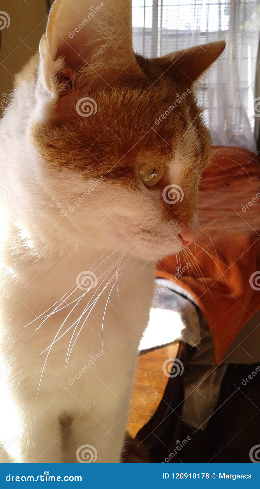 Thinking cat stock photo. Image of care, shelter, animal - 120910178