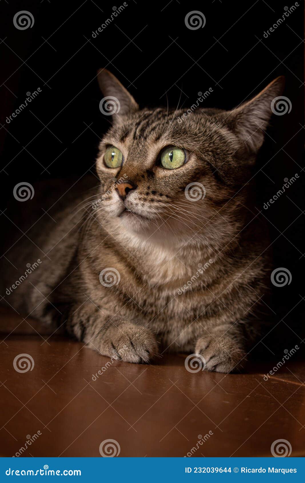Thinking cat stock photo. Image of thinking, wildcat - 232039644
