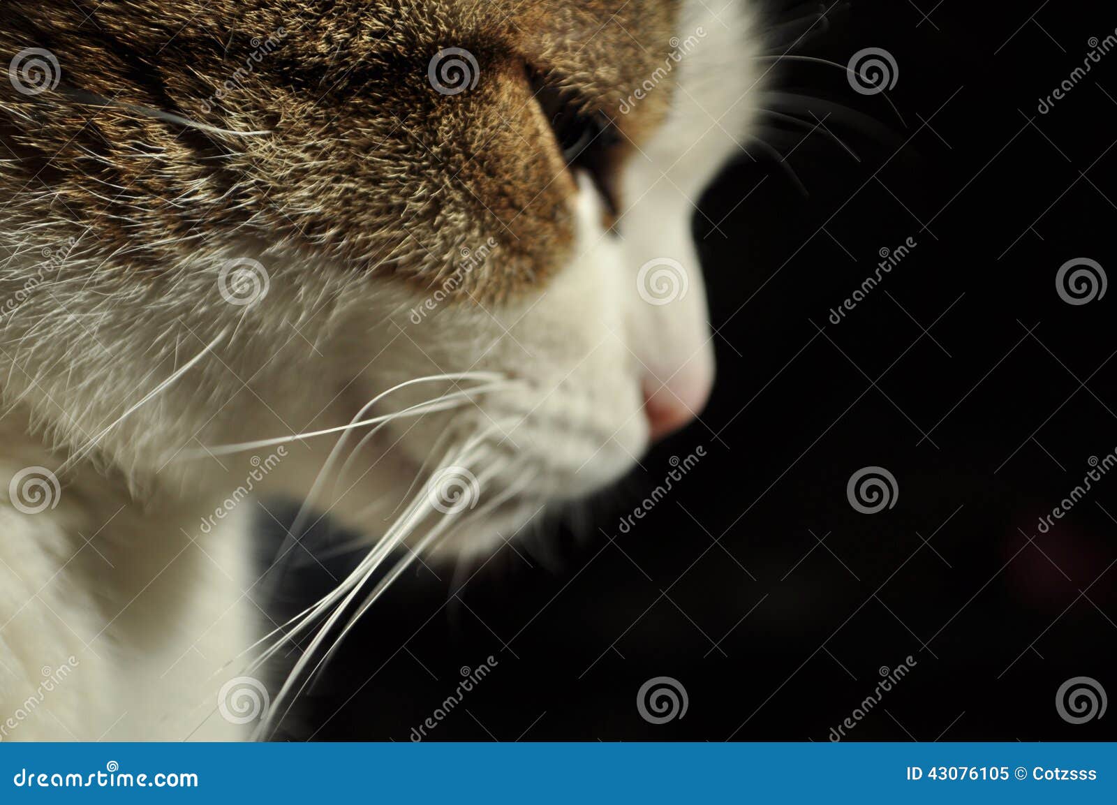 Thinking Cat Looking To the Right Stock Image - Image of lovely, alone ...