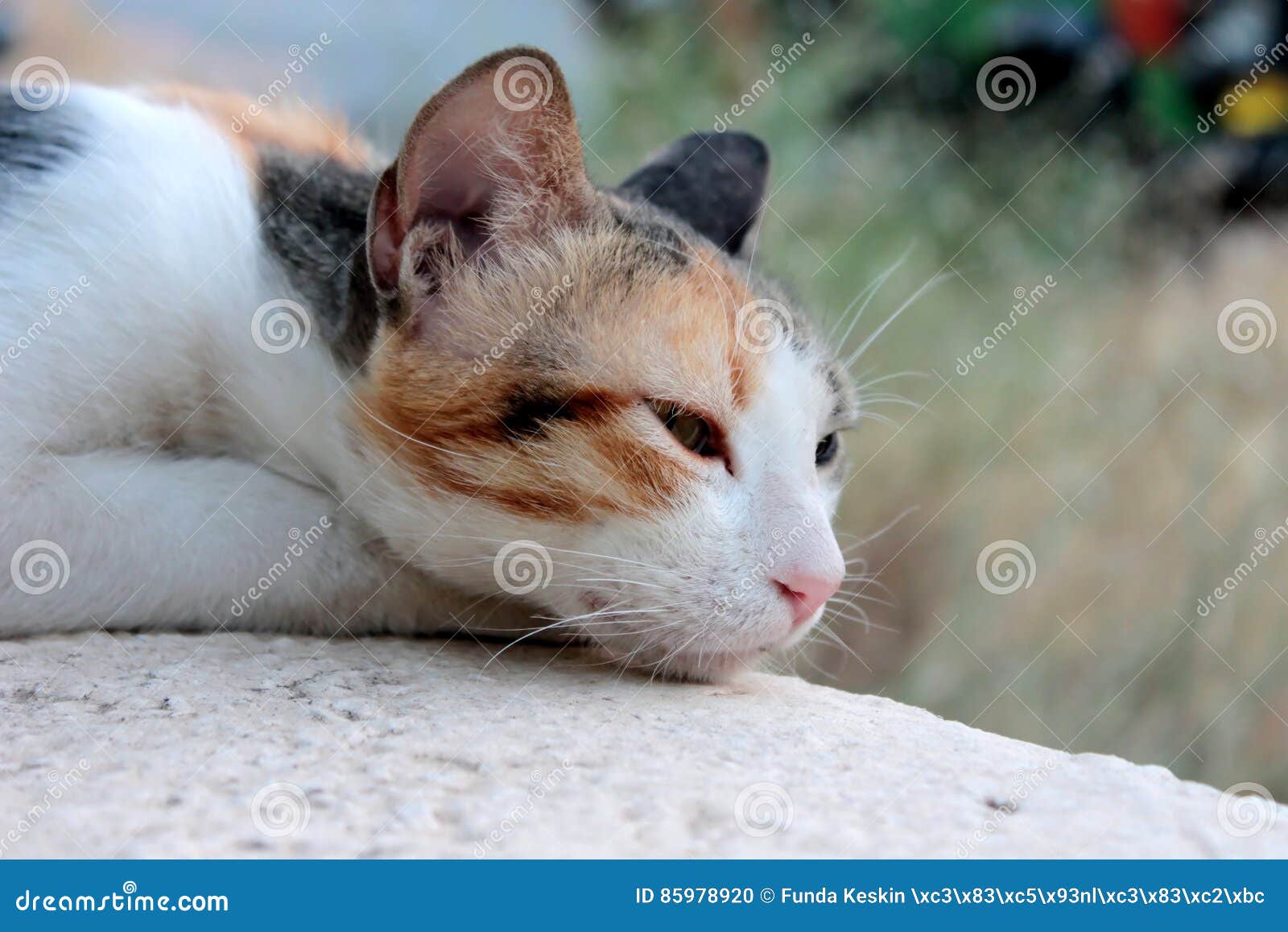 Thinking cat stock photo. Image of alone, brown, closeup - 85978920