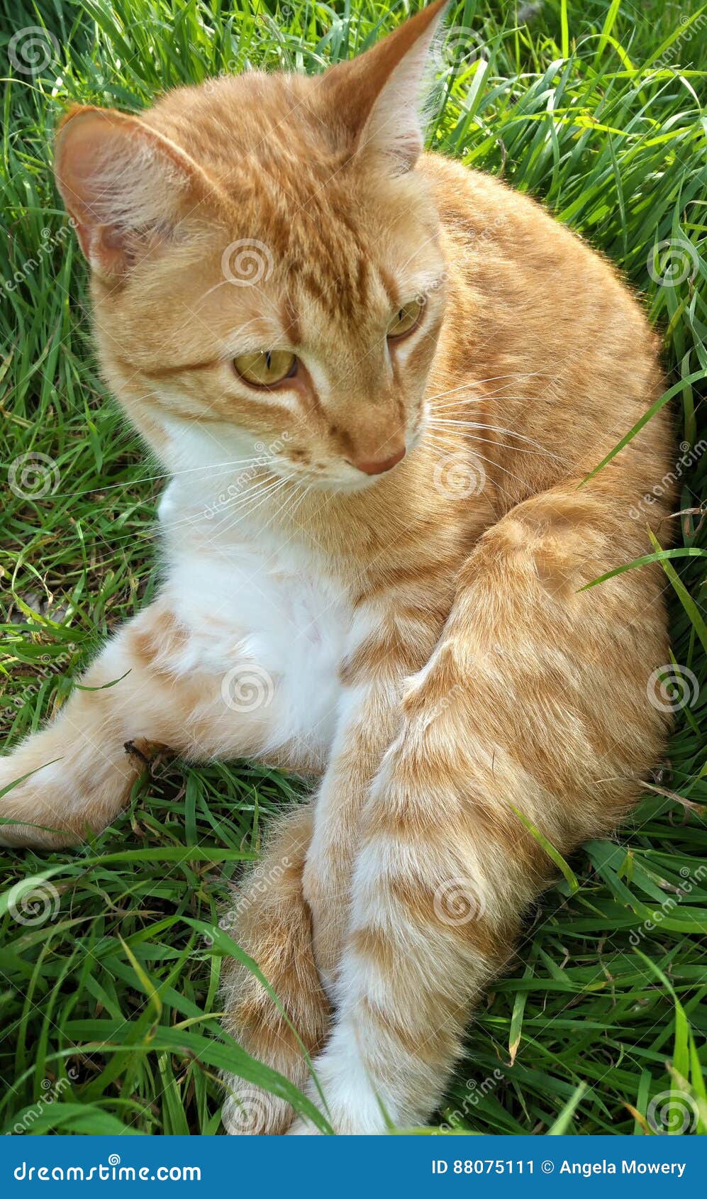 Thinking cat stock image. Image of human, like, thinking - 88075111