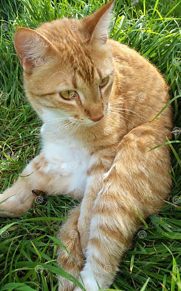 Thinking cat stock image. Image of human, like, thinking - 88075111