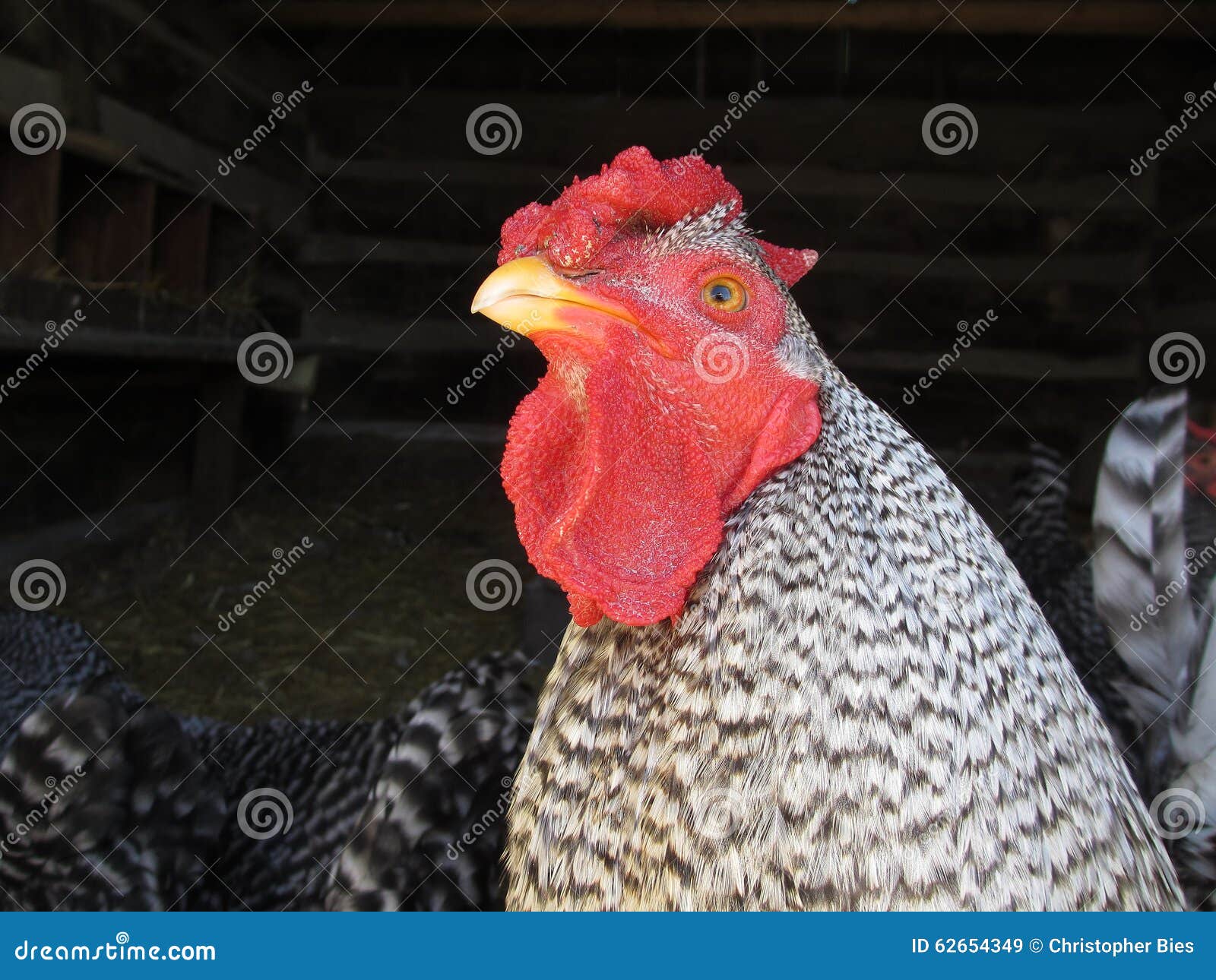 Thinking Chicken stock image. Image of bird, domestic - 62654349