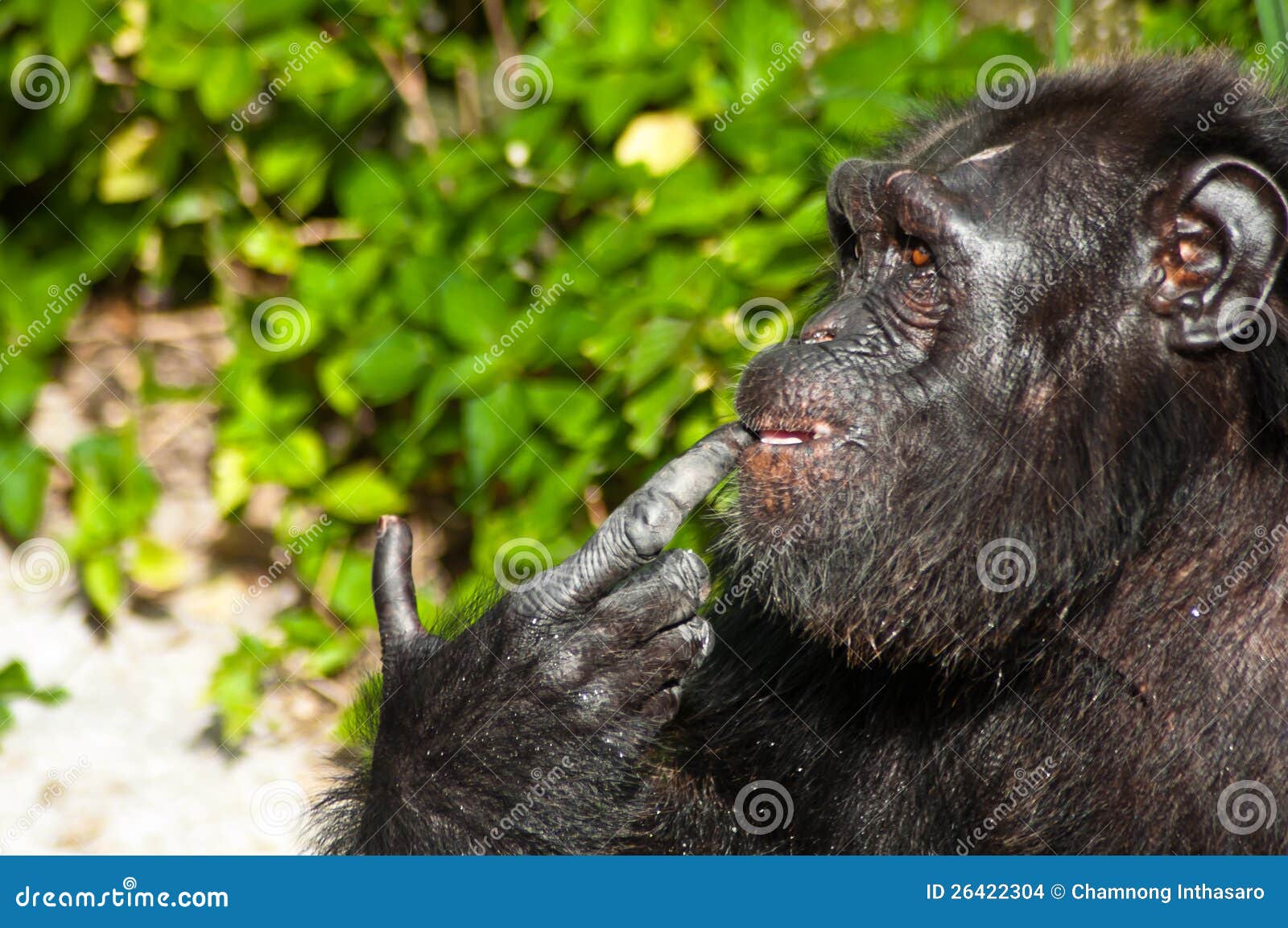 Thinking Chimpanzee stock photo. Image of homey, fauna - 26422304