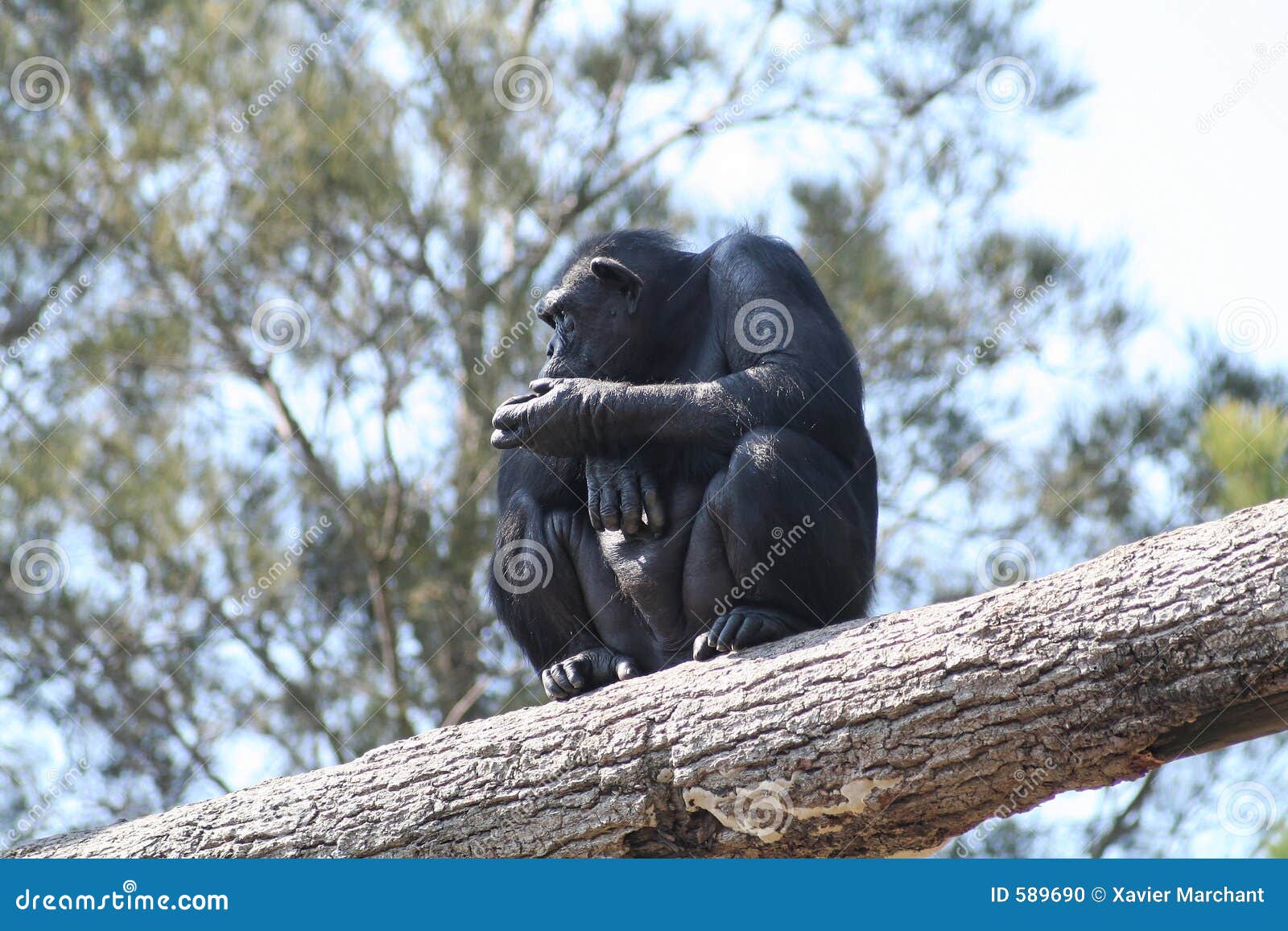 Thinking chimpanzee stock photo. Image of expression, monkey - 589690