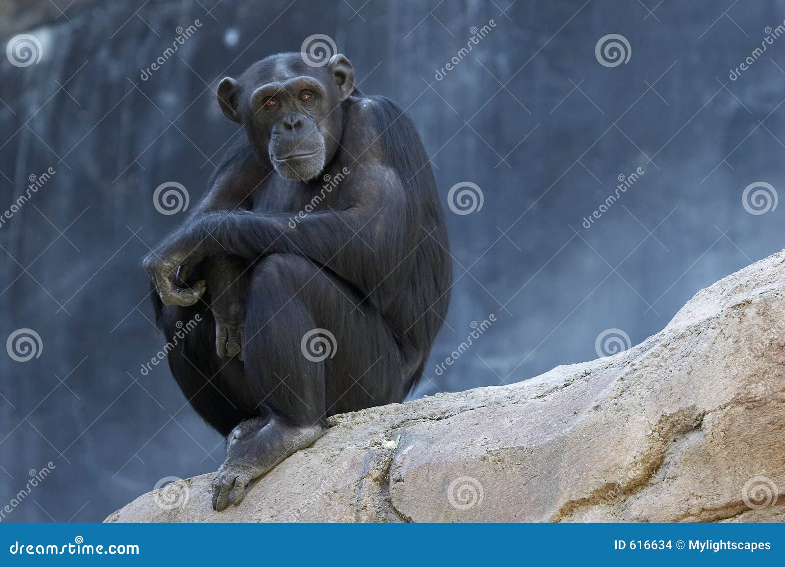 Thinking Chimpanzee stock photo. Image of animal, captive - 616634