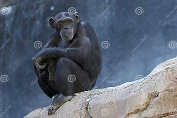 Thinking Chimpanzee stock photo. Image of animal, captive - 616634