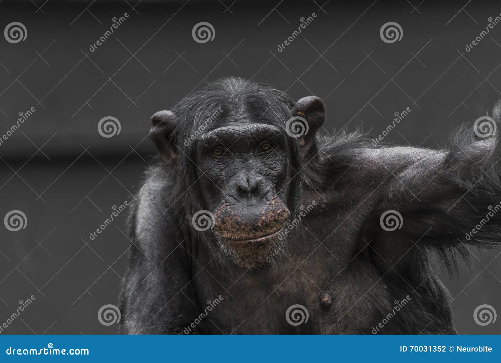 Thinking Chimpanzee Portrait Close Up Stock Photo - Image of forest ...