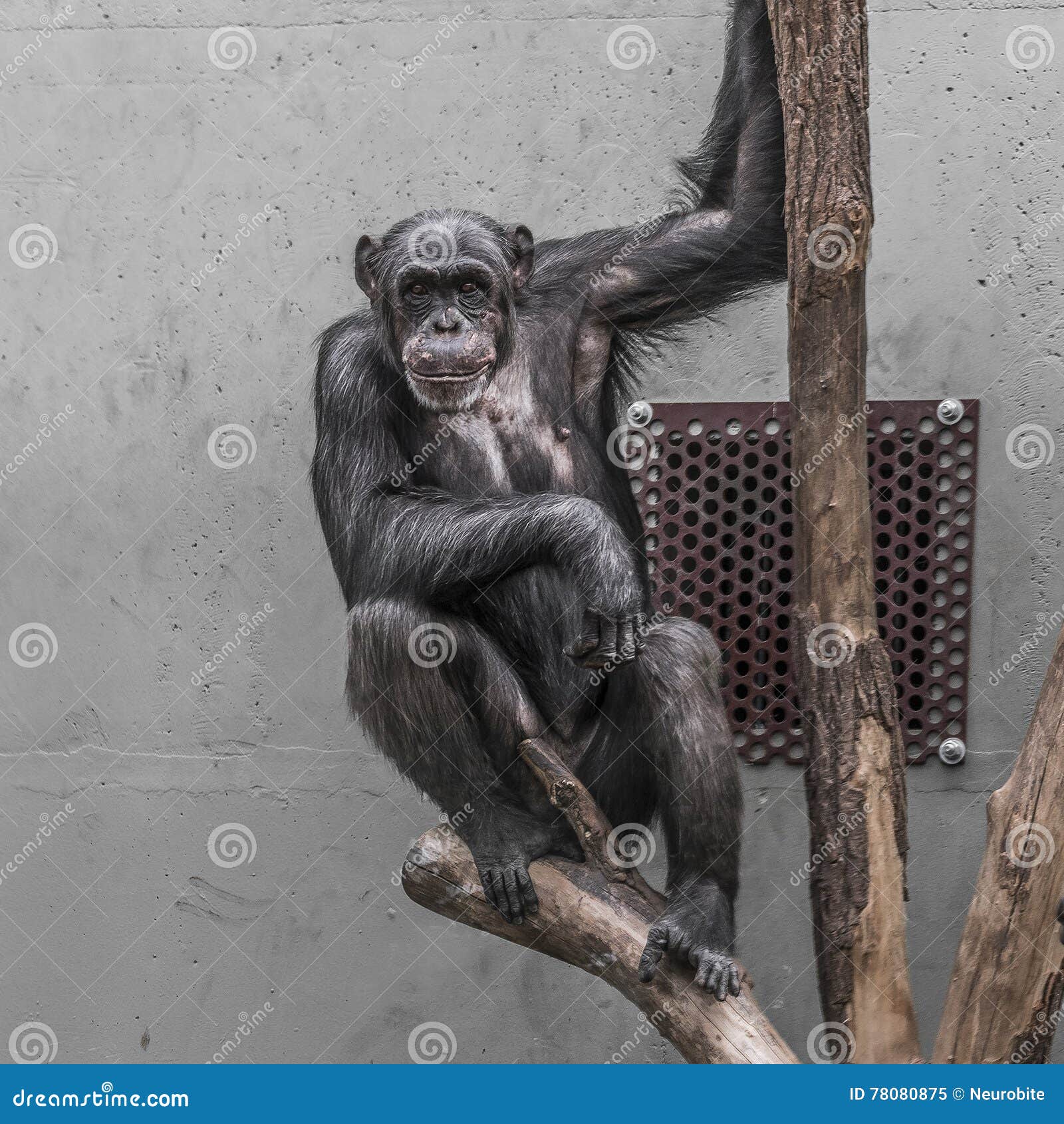 Thinking Chimpanzee Portrait Close Up Stock Image - Image of brain ...