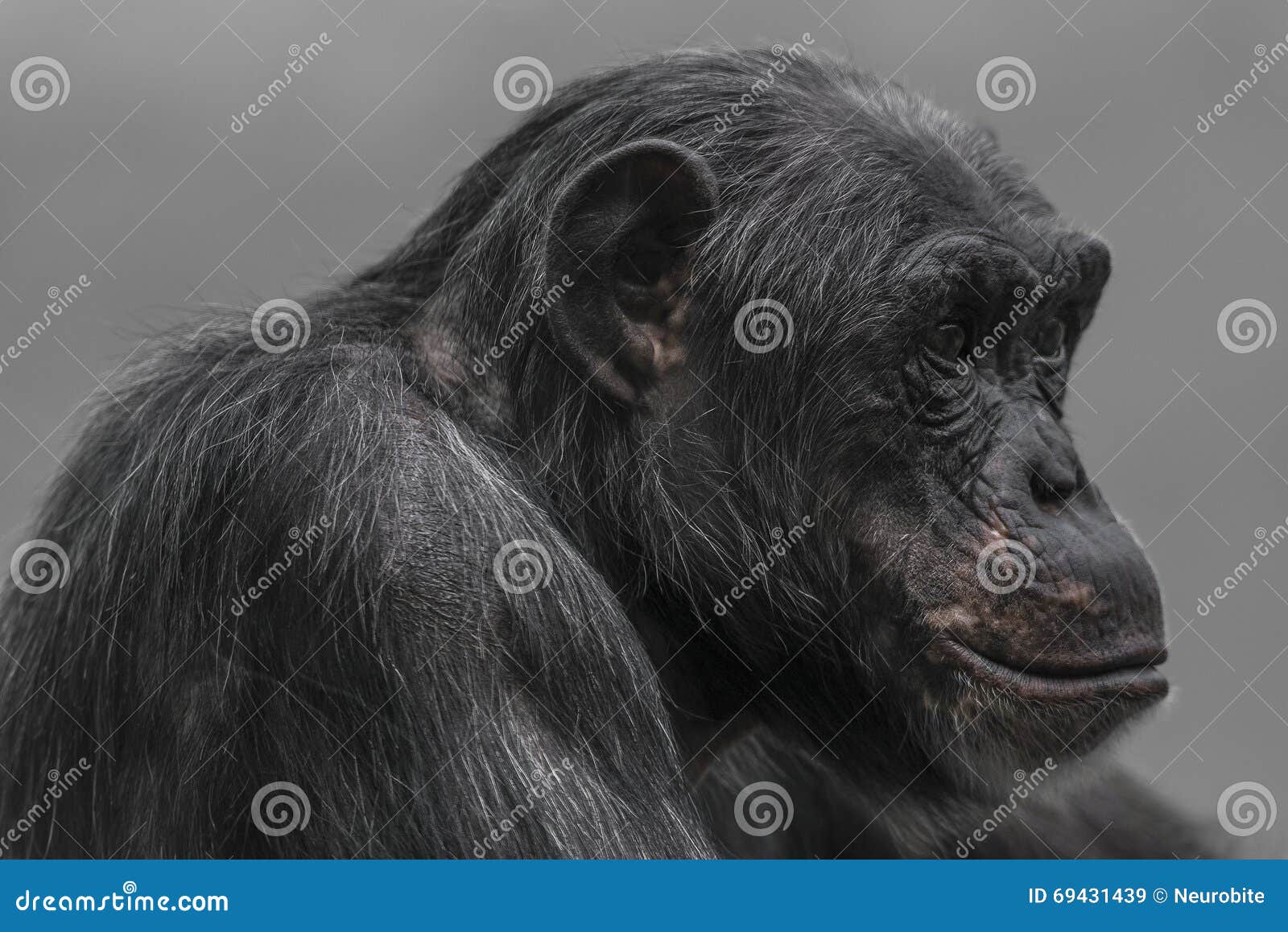 Thinking Chimpanzee Portrait Close Up Stock Image - Image of eyes ...