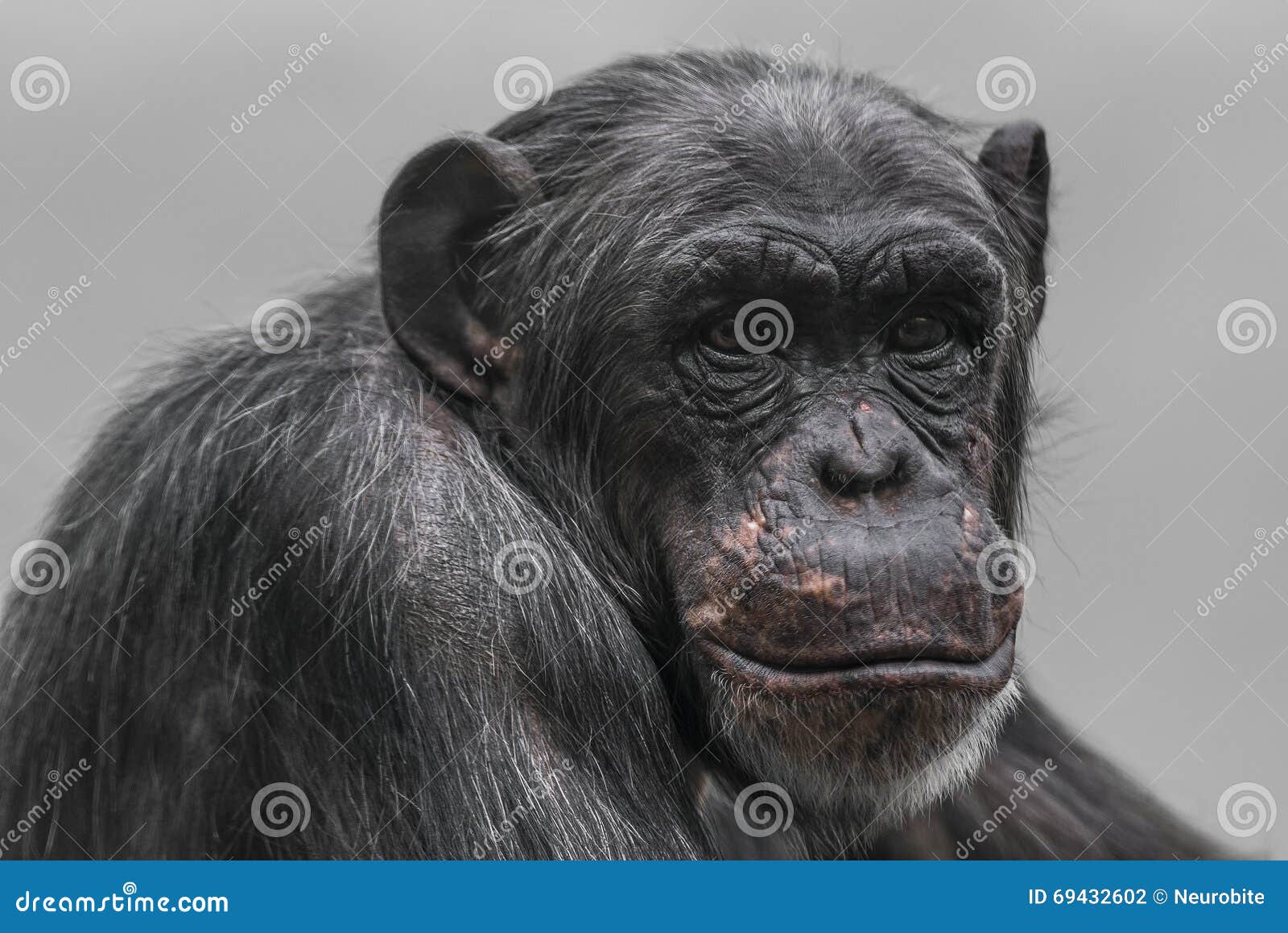 Thinking Chimpanzee Portrait Close Up Stock Photo - Image of fauna ...