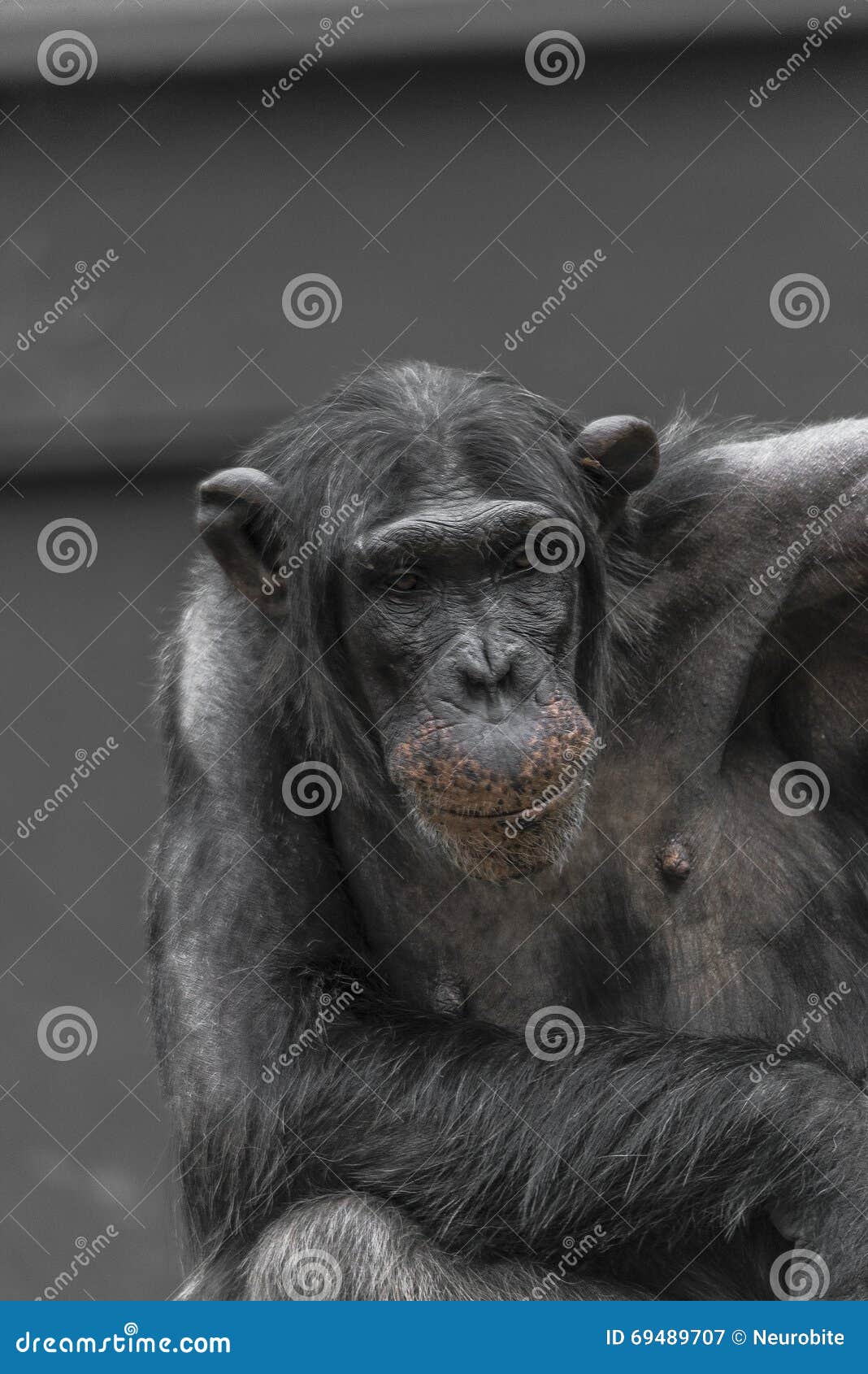 Thinking Chimpanzee Portrait Close Up Stock Image - Image of community ...