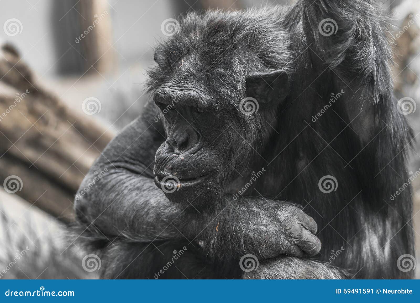 Thinking Chimpanzee Portrait Close Up Stock Image - Image of african ...