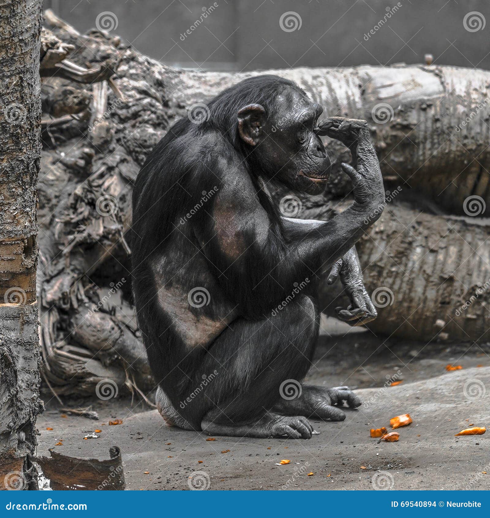 Thinking Chimpanzee Portrait Close Up Stock Photo - Image of ...