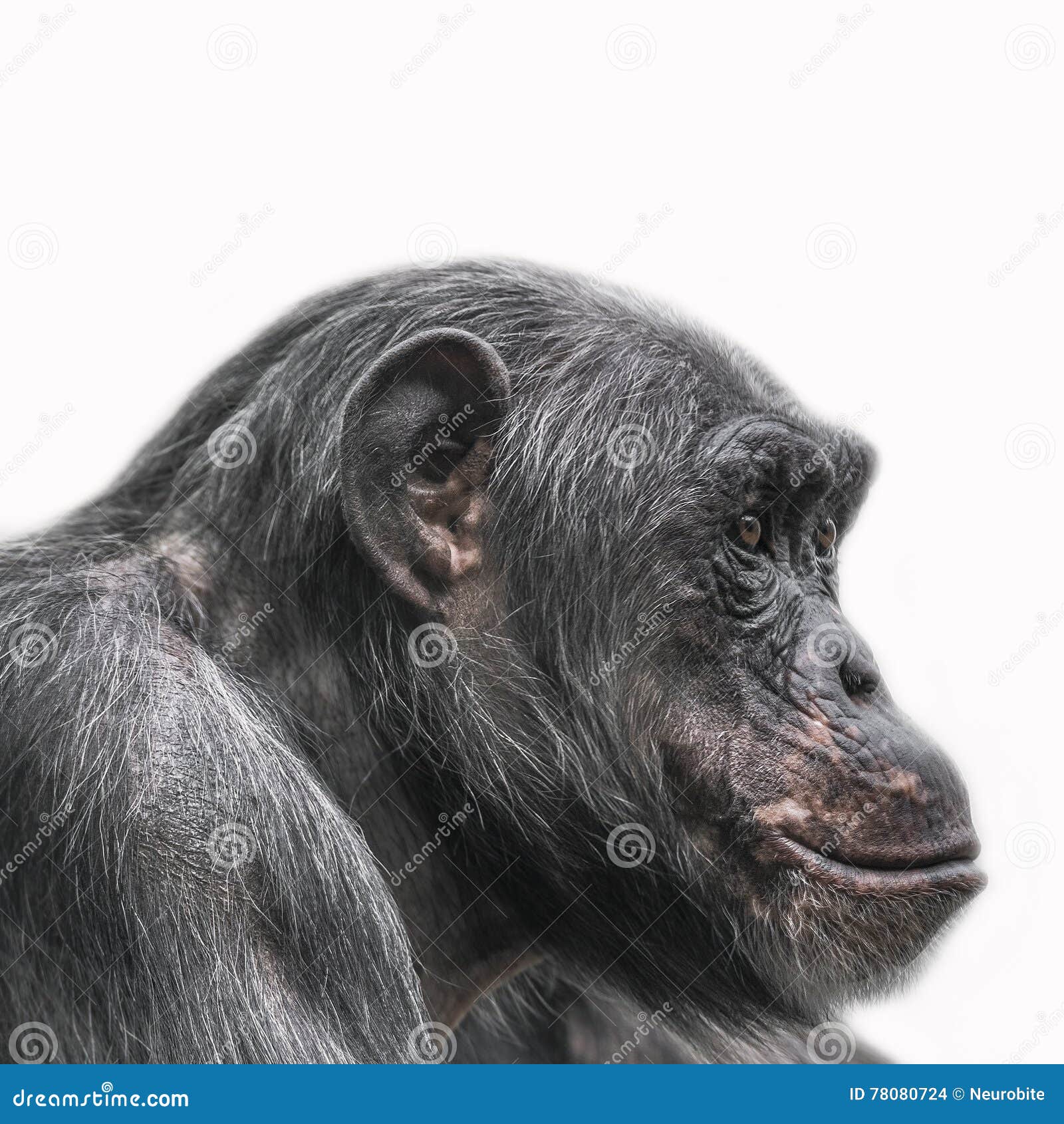 Thinking Chimpanzee Portrait Isolated on White Background Stock Photo ...