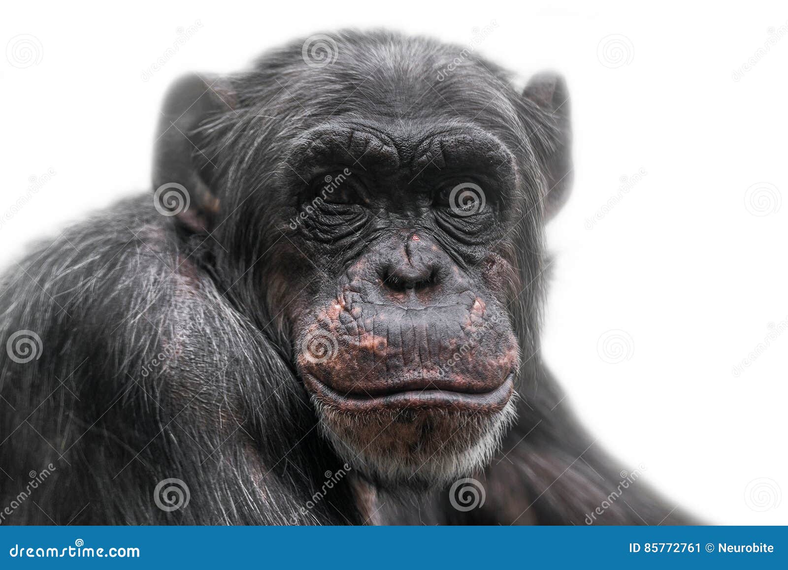 Thinking Chimpanzee Portrait Isolated on White Background Stock Image ...