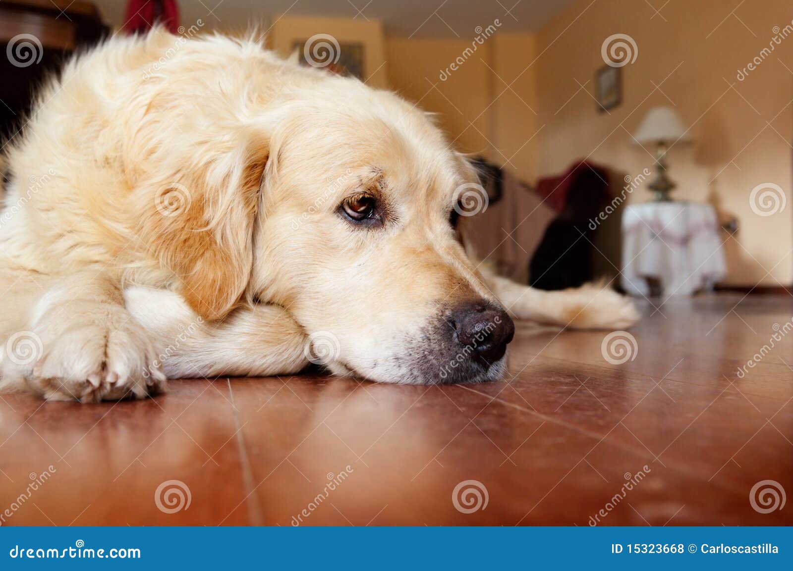 Thinking dog stock photo. Image of obedient, sweet, funny - 15323668
