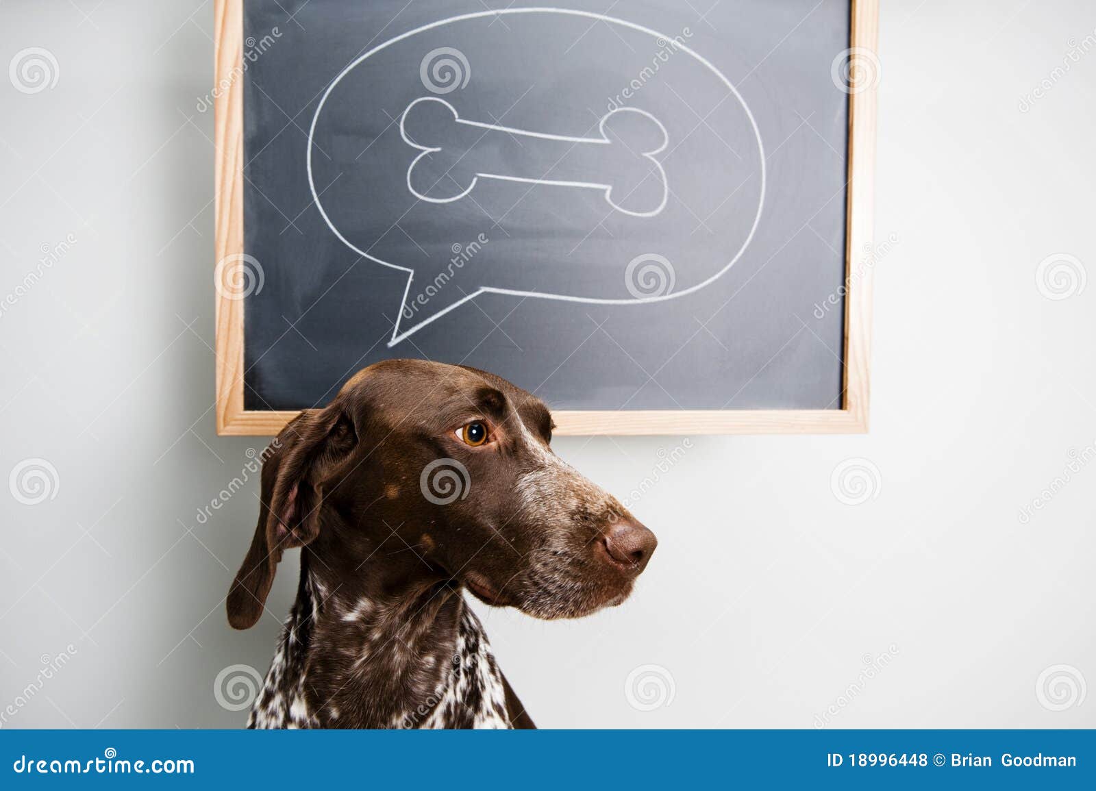 Thinking dog stock photo. Image of purebred, drawing - 18996448