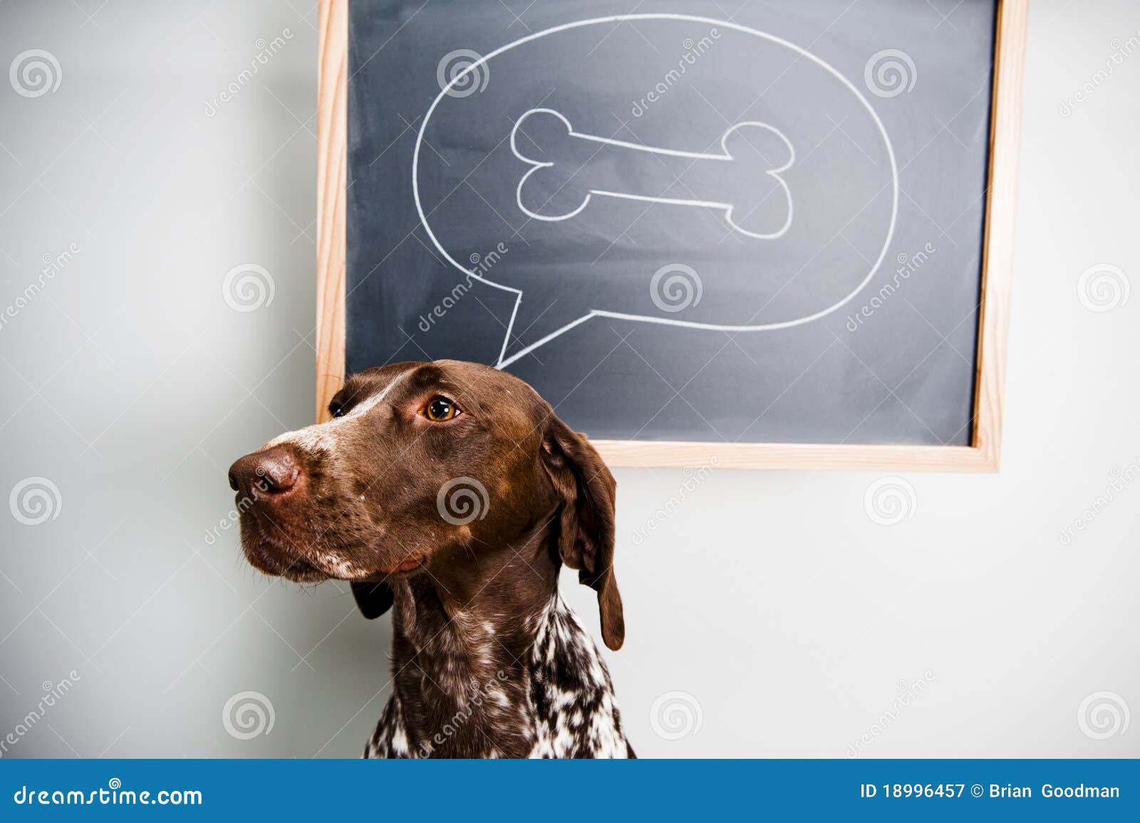 Thinking dog stock image. Image of contemplation, adorable - 18996457