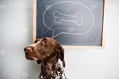 Thinking dog stock image. Image of contemplation, adorable - 18996457