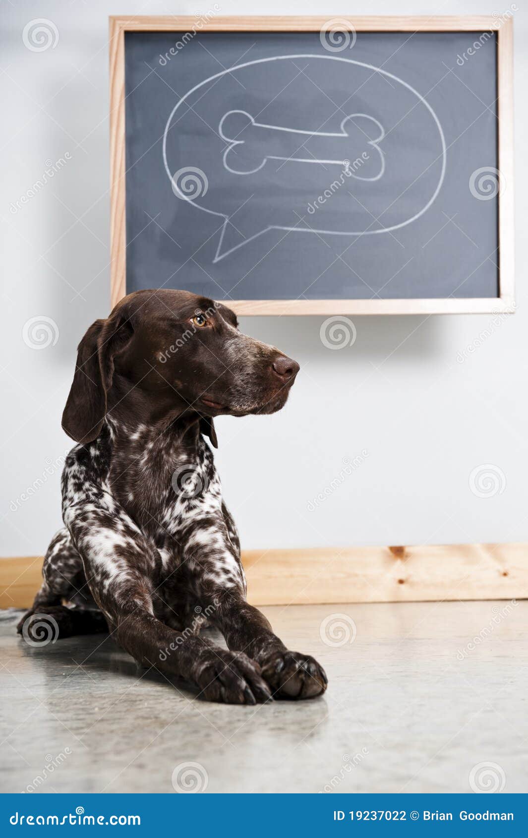 Thinking dog stock photo. Image of hungry, blackboard - 19237022