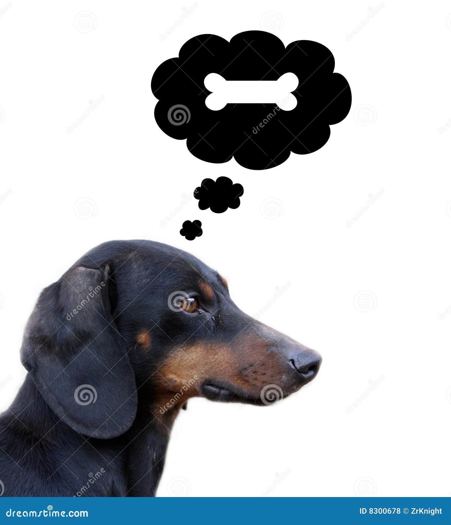 Thinking dog stock photo. Image of thought, blank, peak - 8300678