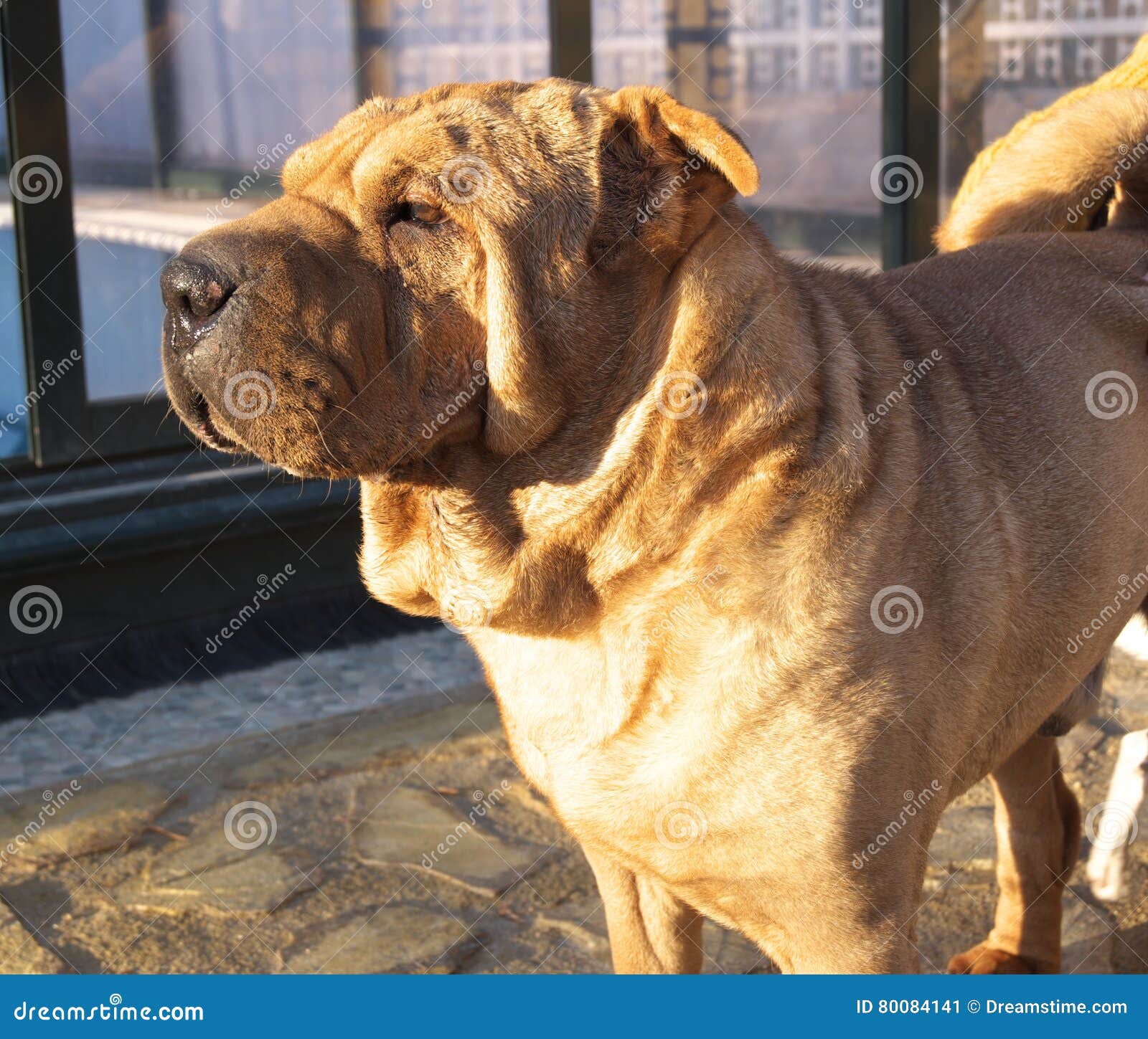 Thinking dog stock image. Image of view, muzzle, sunrise - 80084141