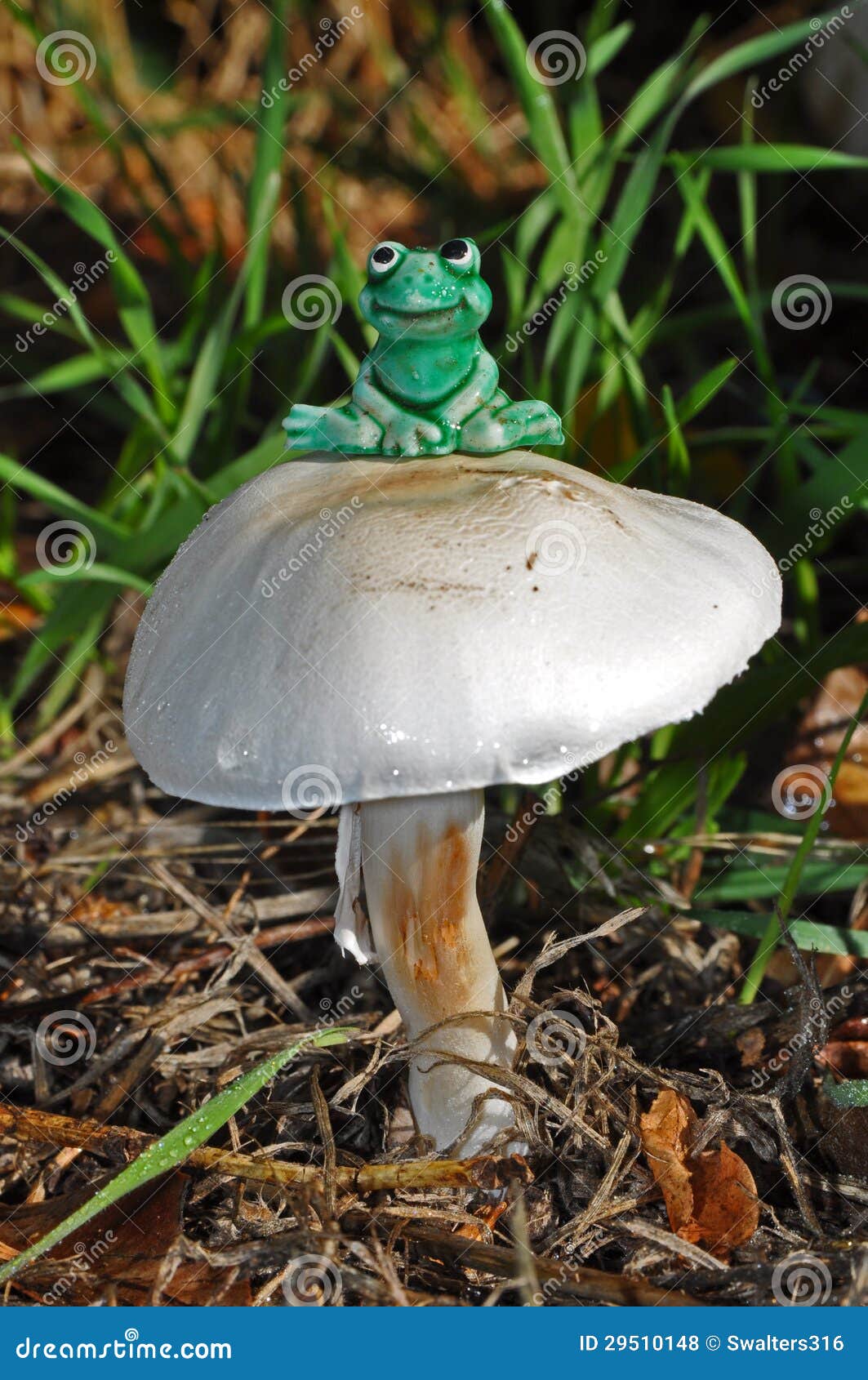 Thinking frog stock photo. Image of thinking, frog, white - 29510148