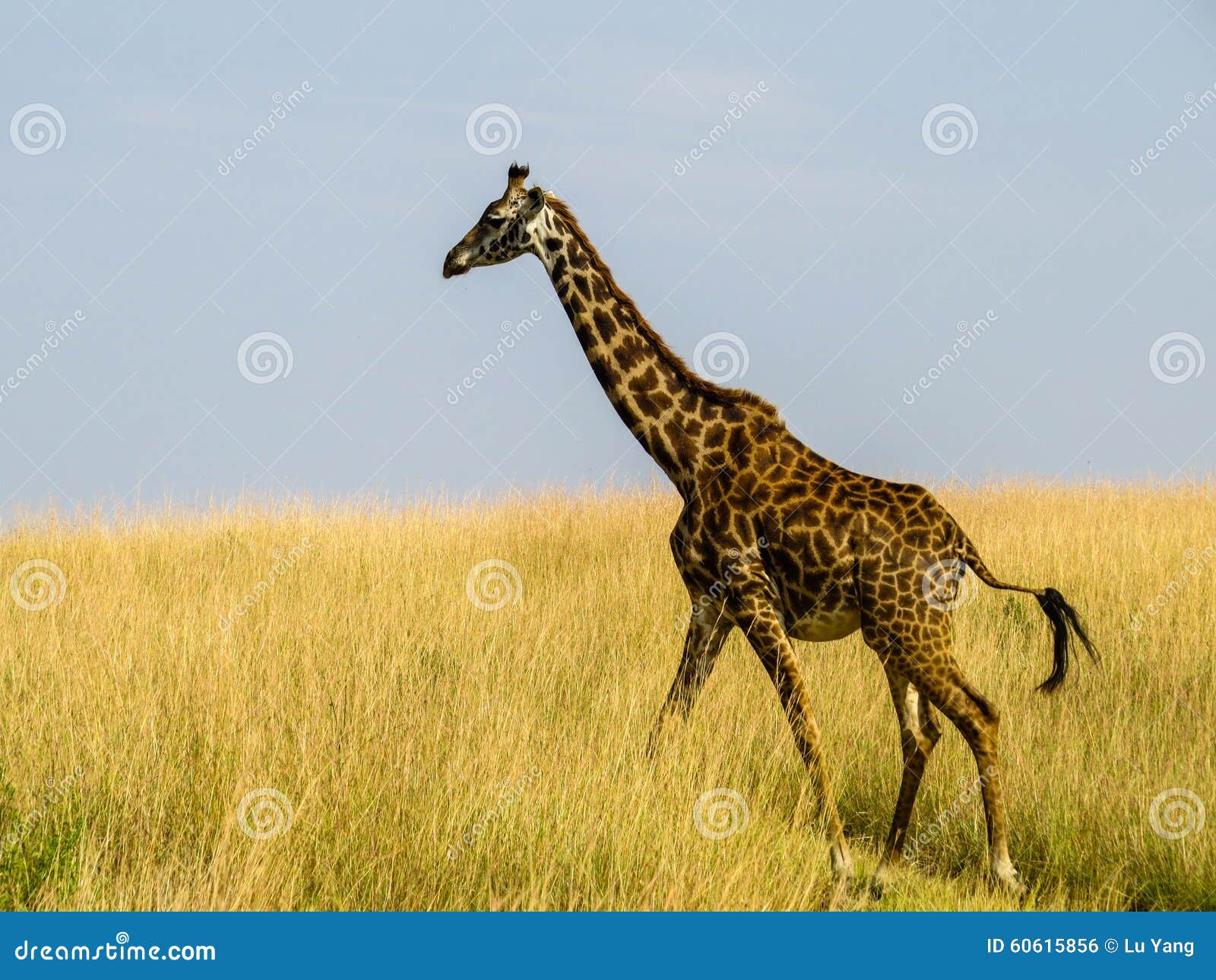 A thinking giraffe stock photo. Image of thinking, panorama - 60615856