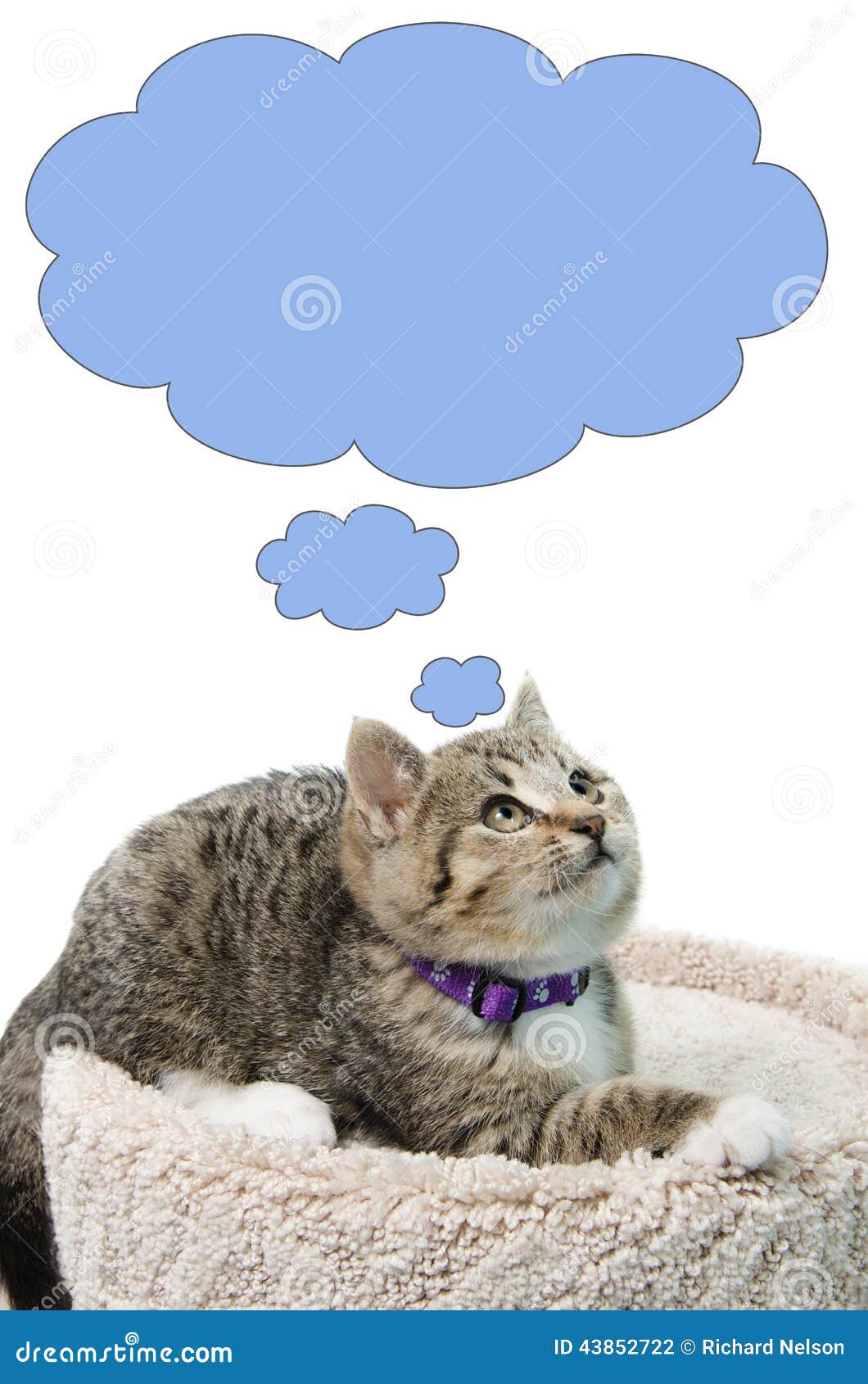 Thinking Kitten stock photo. Image of space, studio, bubble - 43852722